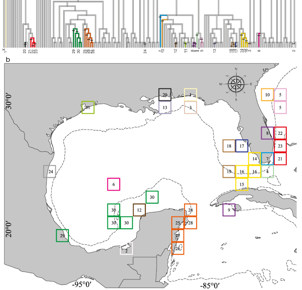 Biogeographic patterns of hydrozoans in the Gulf of Mexico and adjacent ...